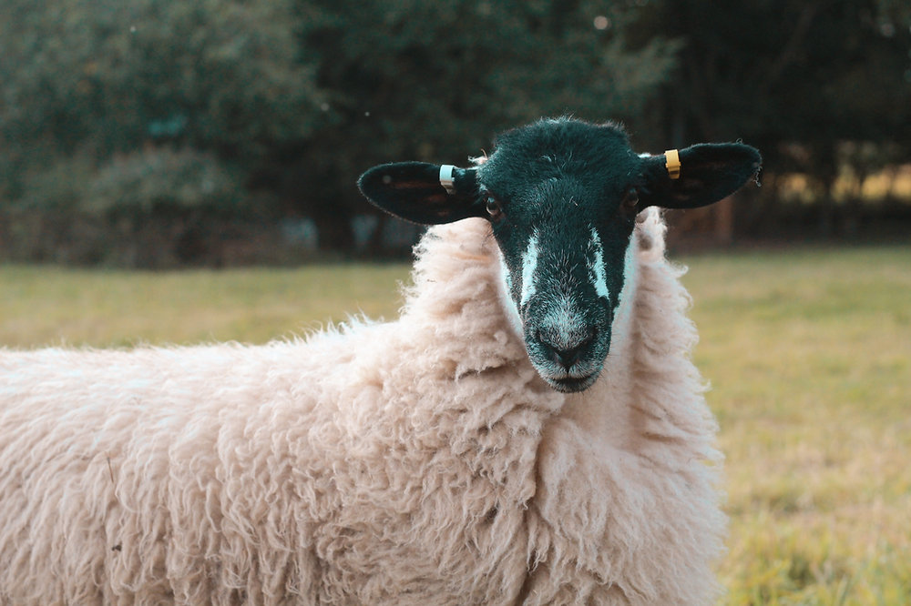 61 Interesting Facts about Sheep