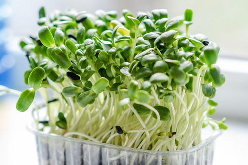 Pak choi Microgreen Seed | Microgreens by Mikrogrenz