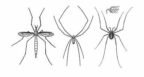 What is a "Daddy Long Legs"? | daddy2