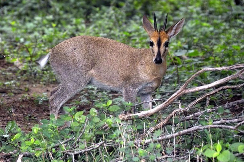 The Duiker Family | ImpactDynamics