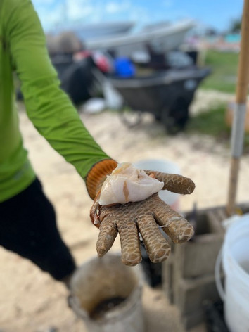Bimini Conch Stands | Bimini Island Tours