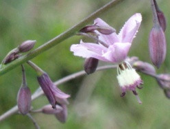 Alpine Flora - Elizabeth (Liz) MacPhee