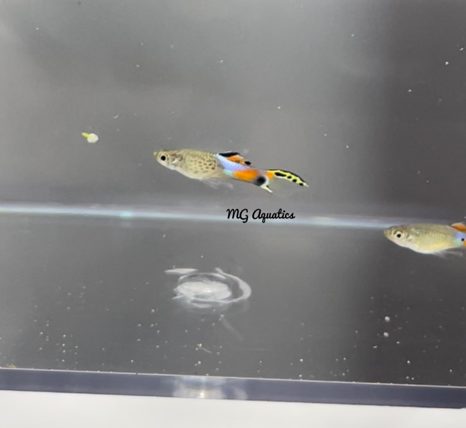 Endlers Livebearers | MG Aquatics
