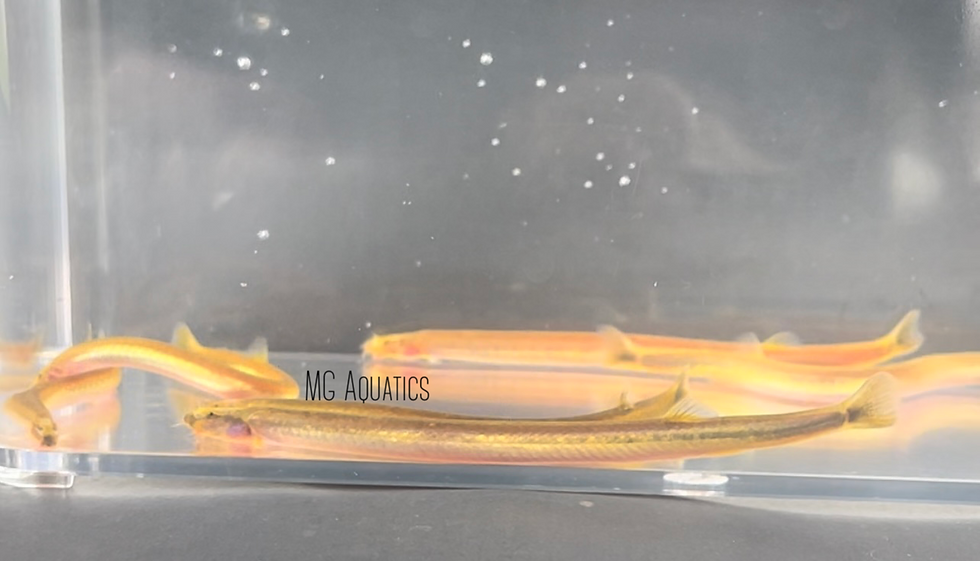 Other Peaceful Fish | Mg Aquatics