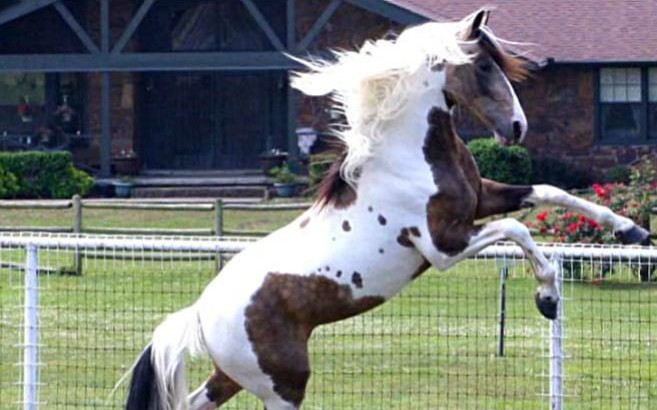 The Cookie Bandit (Sr Stallion) | TangleWoods Ranch