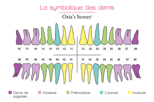 La symbolique des dents