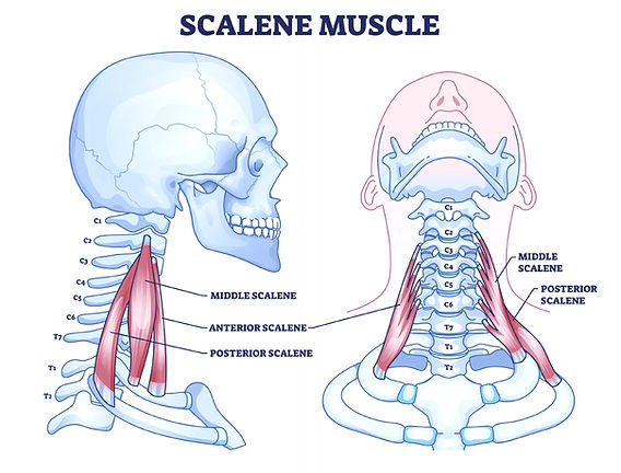 scalene tubercle function