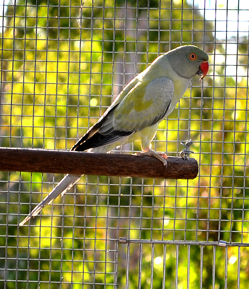 RARE RINGNECKS | parrot