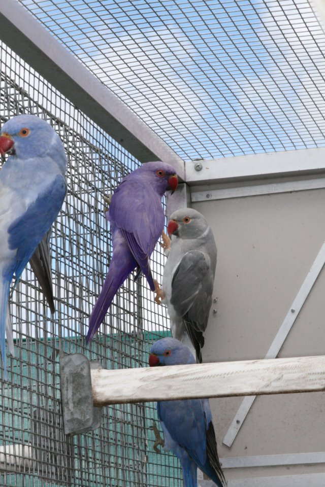 RARE RINGNECKS | parrot