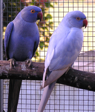 RARE RINGNECKS | parrot