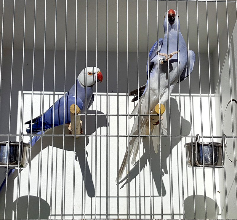 RARE RINGNECKS | parrot