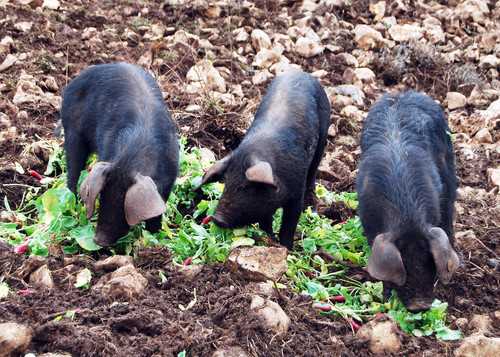 Nourrain prix au kilo | cochons-cote-dazur