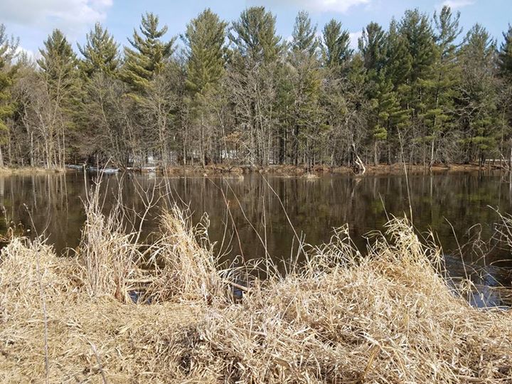 Rustic River Ranch/Browerville/ASDR Toy and Mini australian shepherd