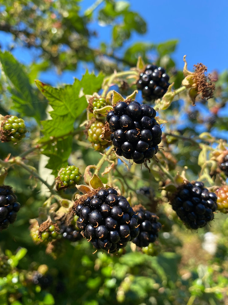 Himalayan Blackberry