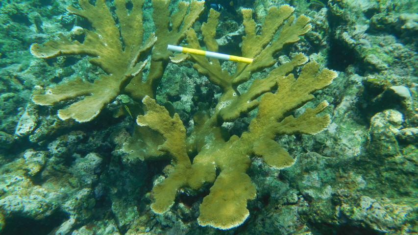 Ocean Conservation | The Philip Stephenson Foundation | United States