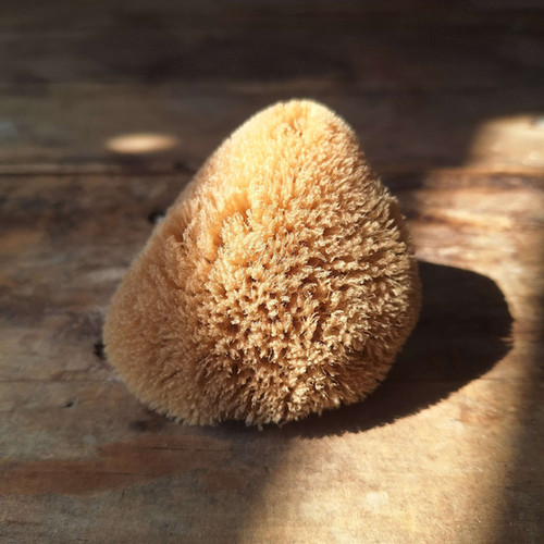 Caribbean Hard Head Sea Sponge 3.5-4" – Natural Exfoliation for Face ...