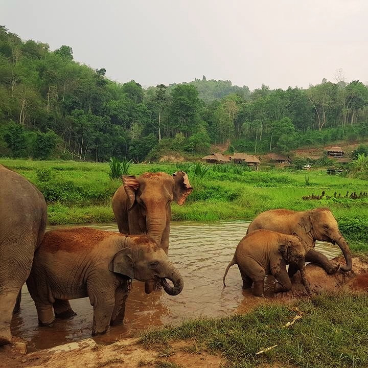 Loolu Elephant Camp à Chiang Mai