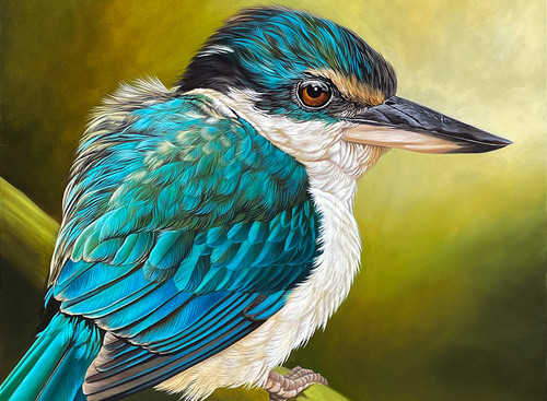 Our Birds | Craig Platt