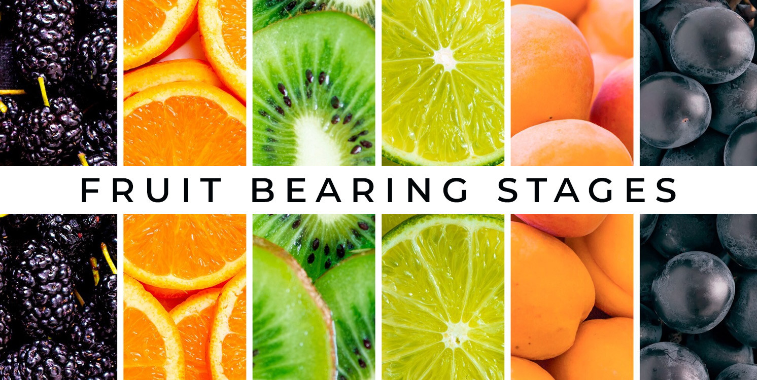Fruit-Bearing Stages