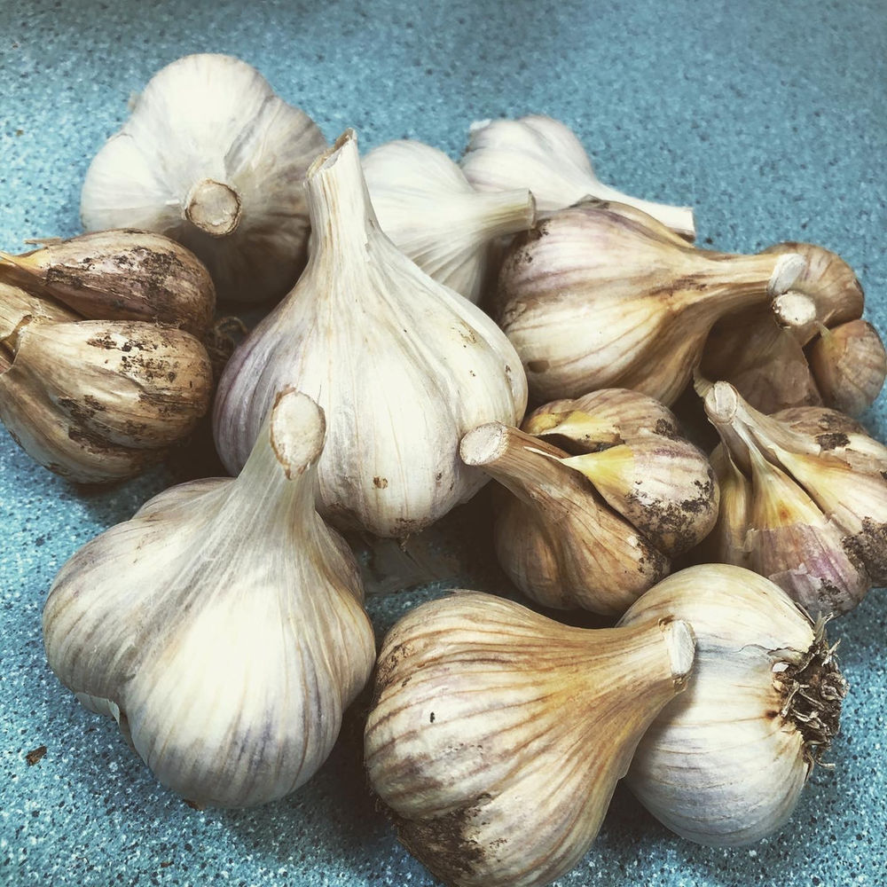 How to make Garlic Powder