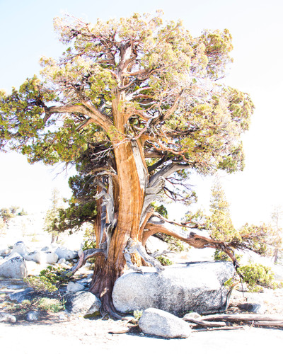 Olmsted Tree - Photo | Mayne Visuals