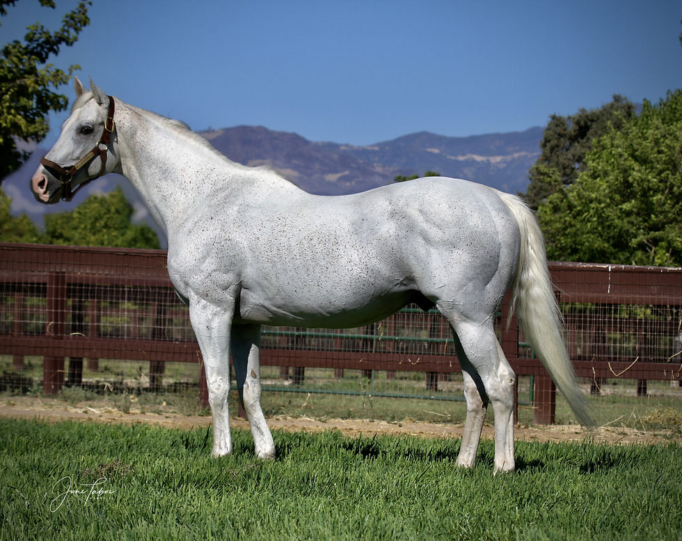 HOME | EclipseEquine