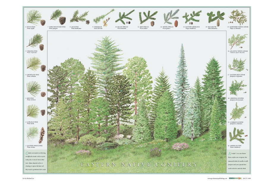 Eastern Native Conifers poster 18" x 24" | goodnaturepublishing