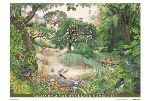 California Oak Woodland Community Poster | goodnaturepublishing
