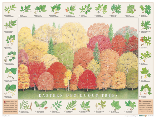 Eastern Native Deciduous Trees poster | goodnaturepublishing
