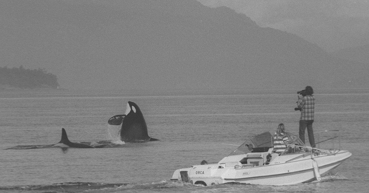 Counting Orca: Free Online Screenings + Live Panel with the Center for ...