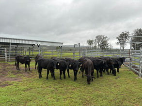Cattle for Sale