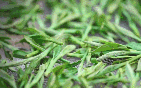 Blog 165: White Tea’s Withering Techniques