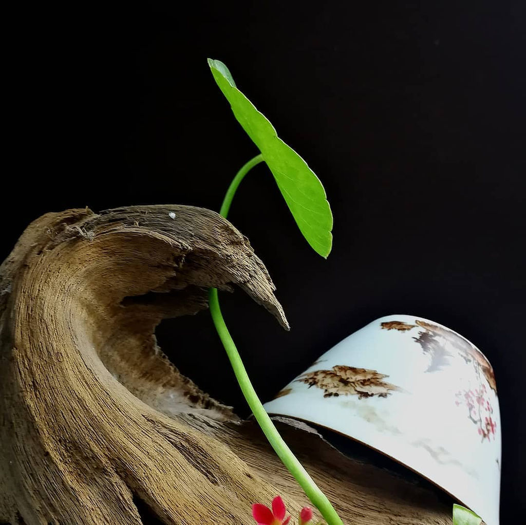 Blog | Valley Brook Tea