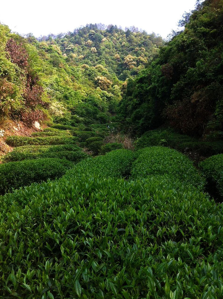 Blog 8: A Disorganized Tea Mountain