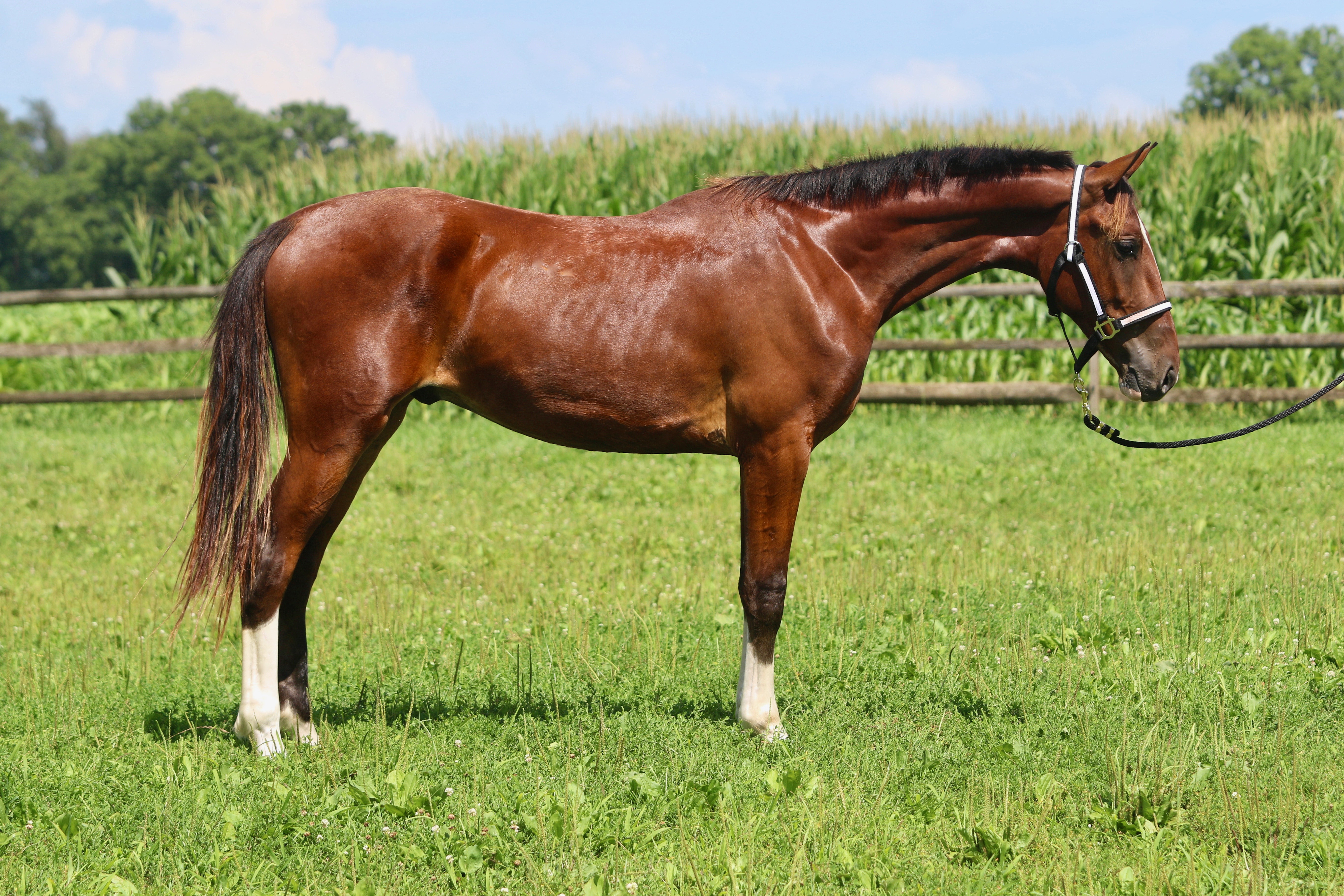 Horses for Sale | cmfarms