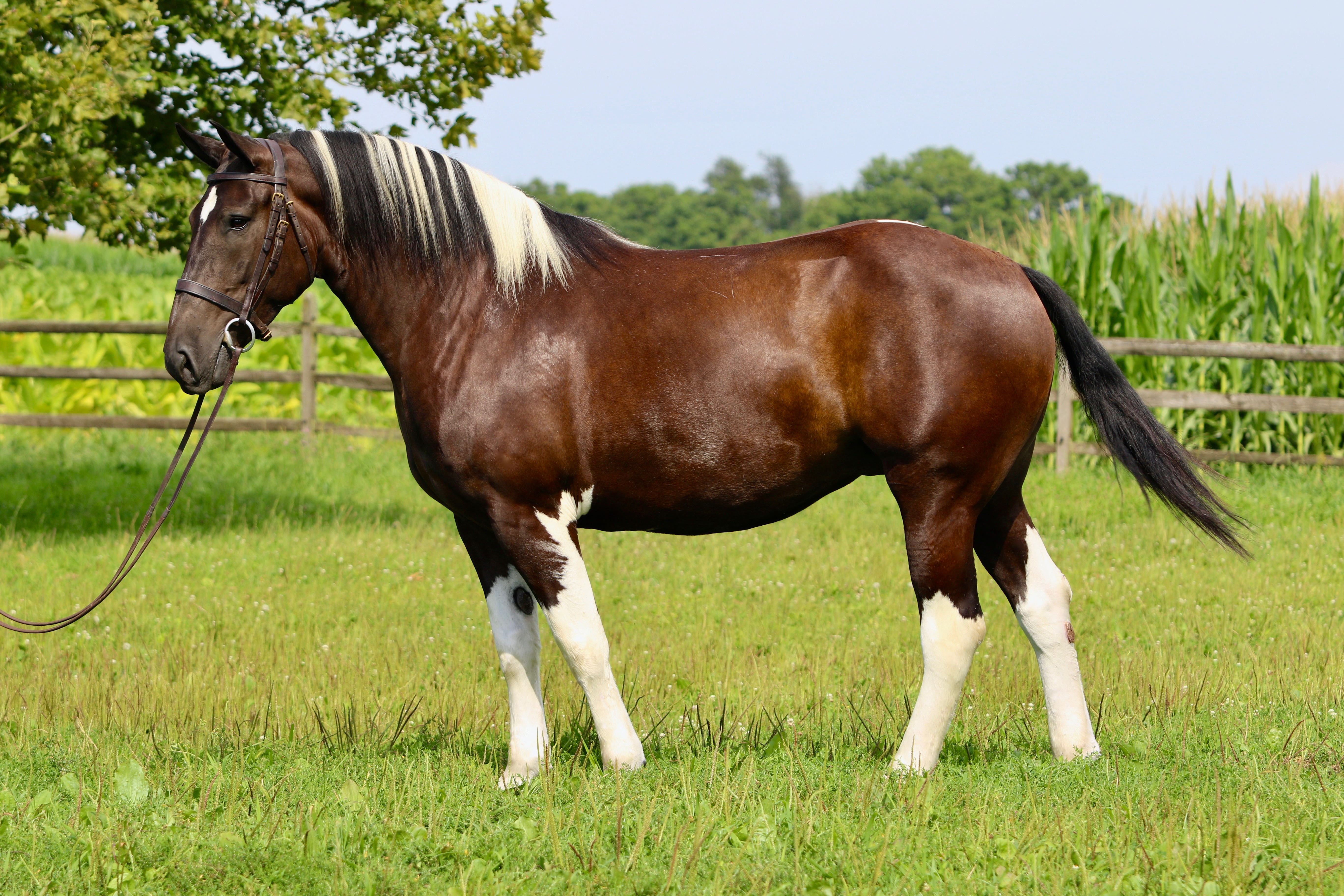 Horses for Sale | cmfarms