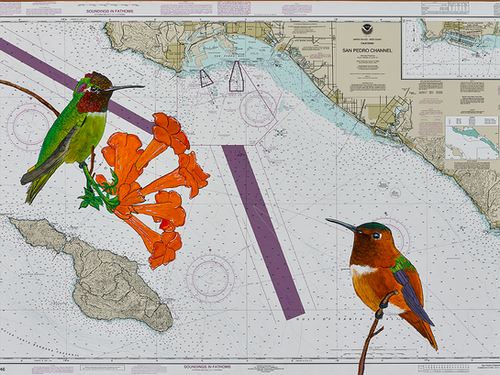 Anna and Alan Hummingbirds - Southern California Chart | Jeff Lavinsky