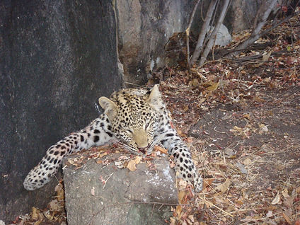 AHC#7 Leopard-Killing Leopard | african-hunter