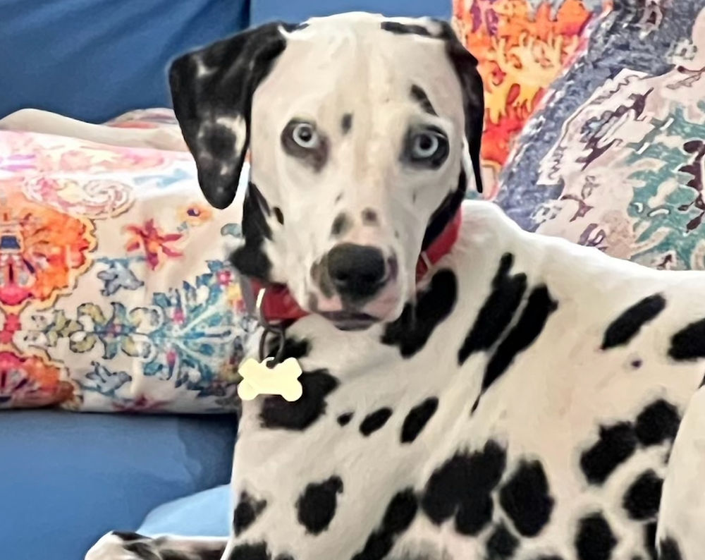 Home | Dalmatian Rescue