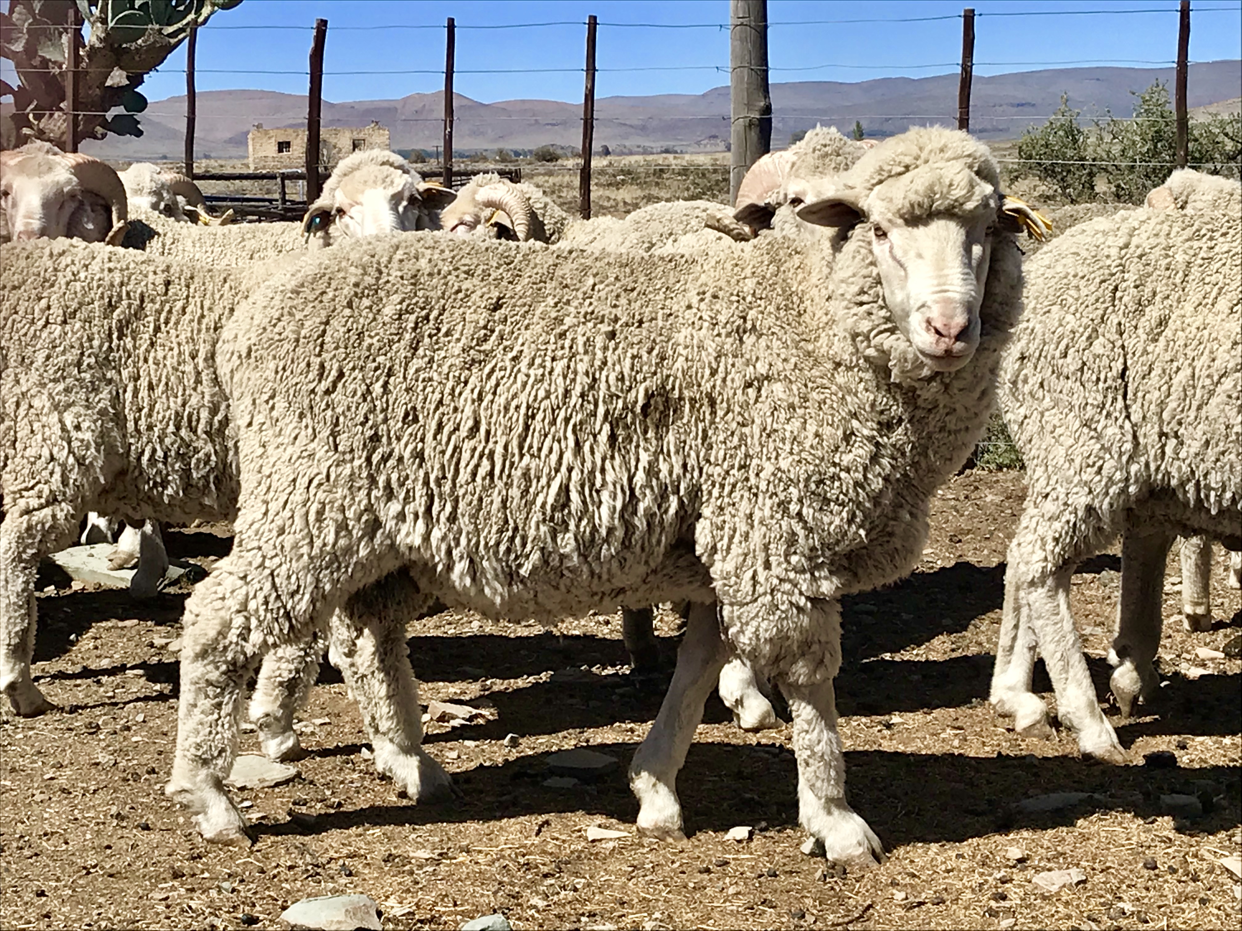 Trumps Merino South Africa