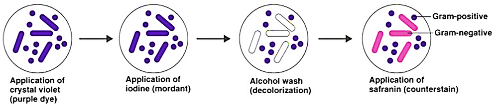Gram Staining: Principle | Procedure | Observation & Advantages