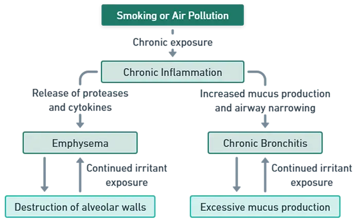 Chronic Obstructive Airway Diseases: Introduction | Pathophysiology ...