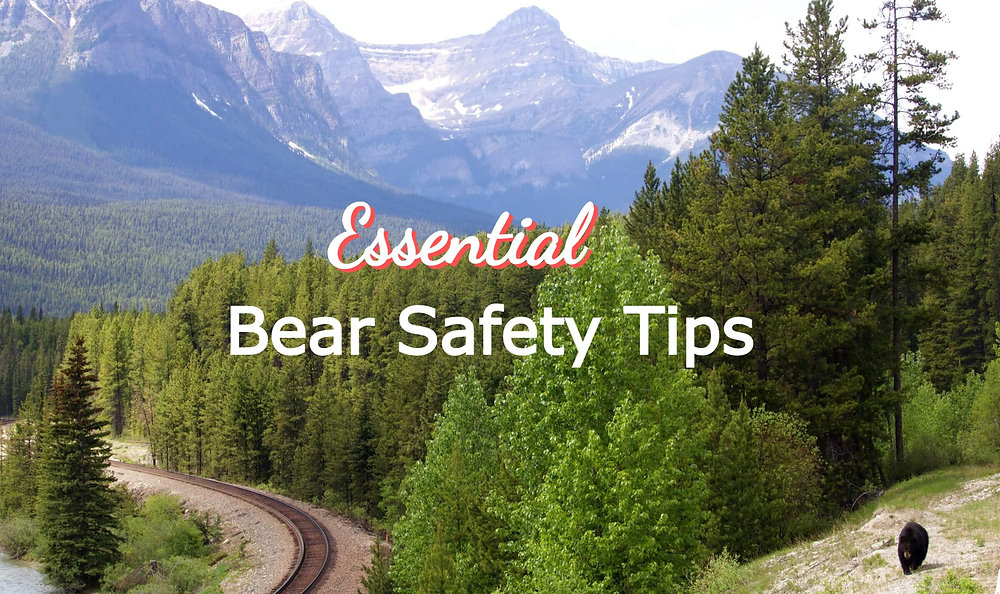 Essential Bear Safety Tips | New Age Travel and Services