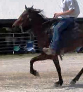 Our Mares - Breeding World-Class Speed Racking Horses | Ripley's Speed ...