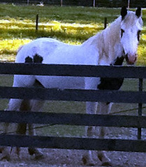 Horses for Sale - Ripley's Speed Racking Horse Farm