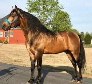 Ripley's Speed Racking Horse Farm | Speed Racking Horses | 3795 West ...