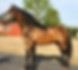 Speed Racking Horses For Sale | Speed Racking Horse.com | Decatur