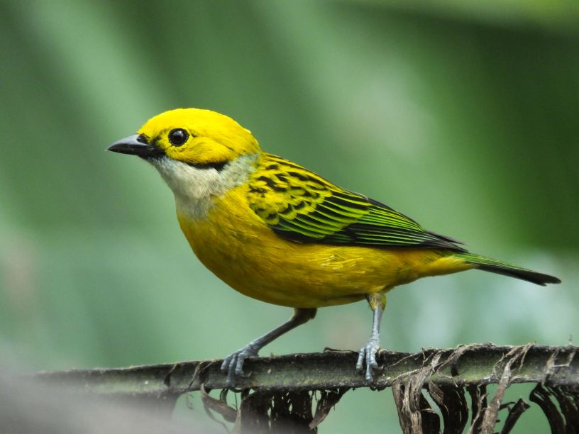 Beautiful Tanagers from Costa Rica