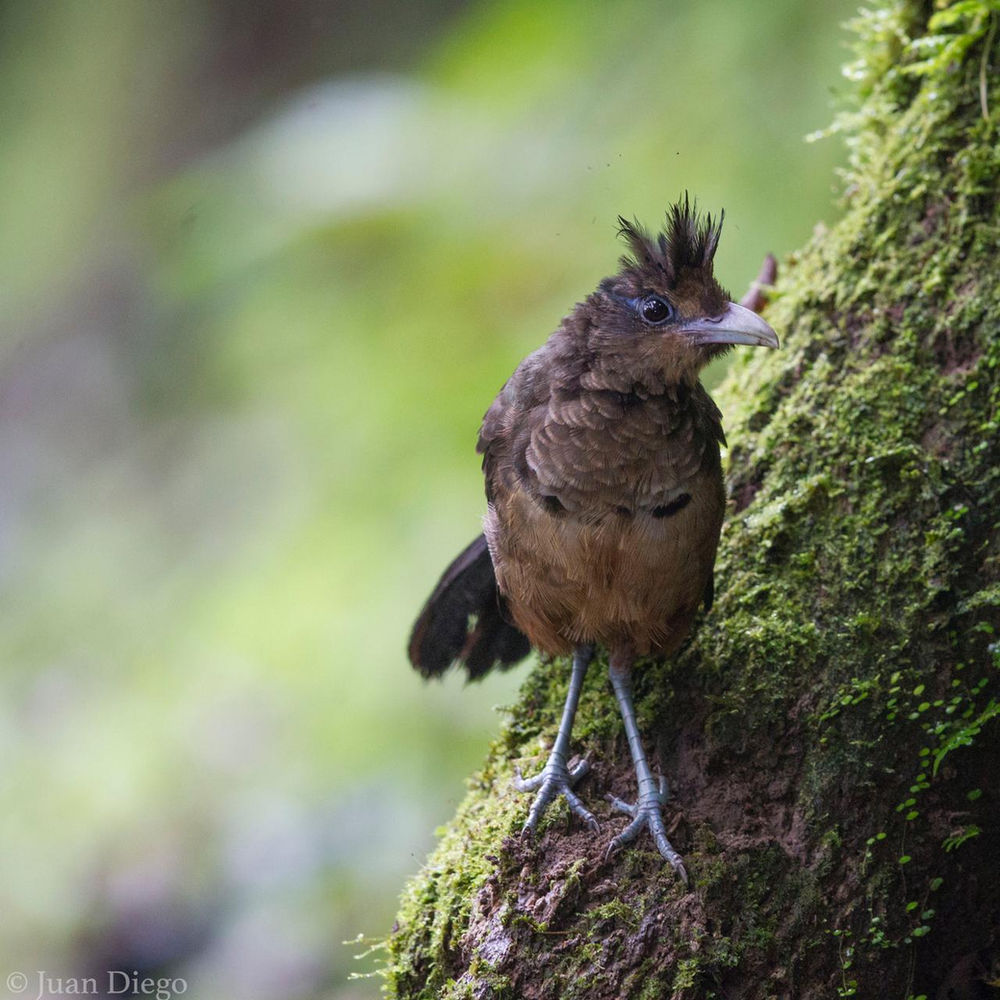 How to See a Rufous-vented Ground-Cuckoo in Costa Rica- Visit Pocosol ...