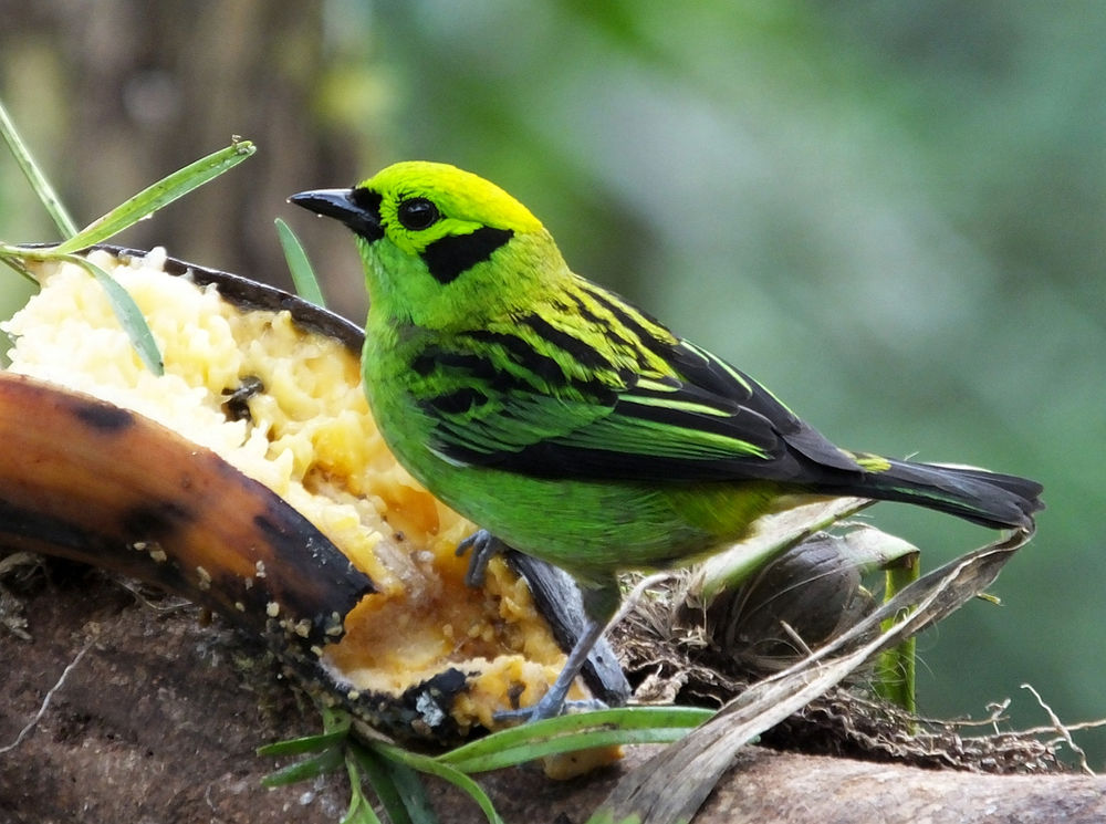 Beautiful Tanagers from Costa Rica